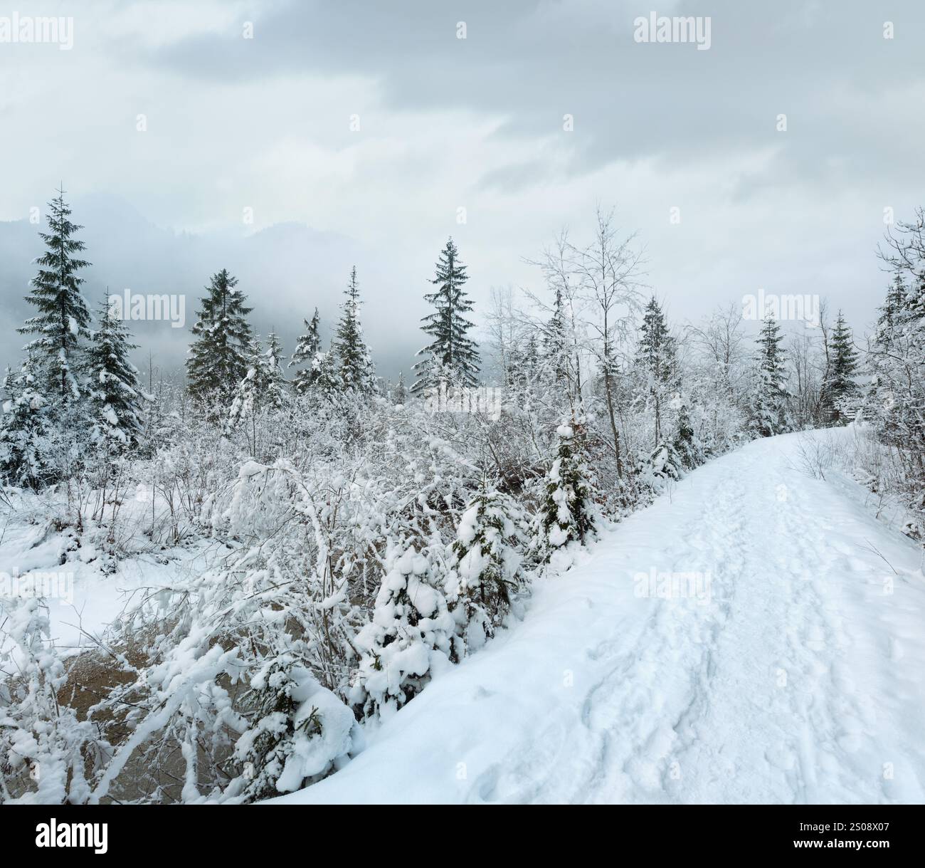 Small winter stream with snowy trees on bank and pathway Stock Photo ...