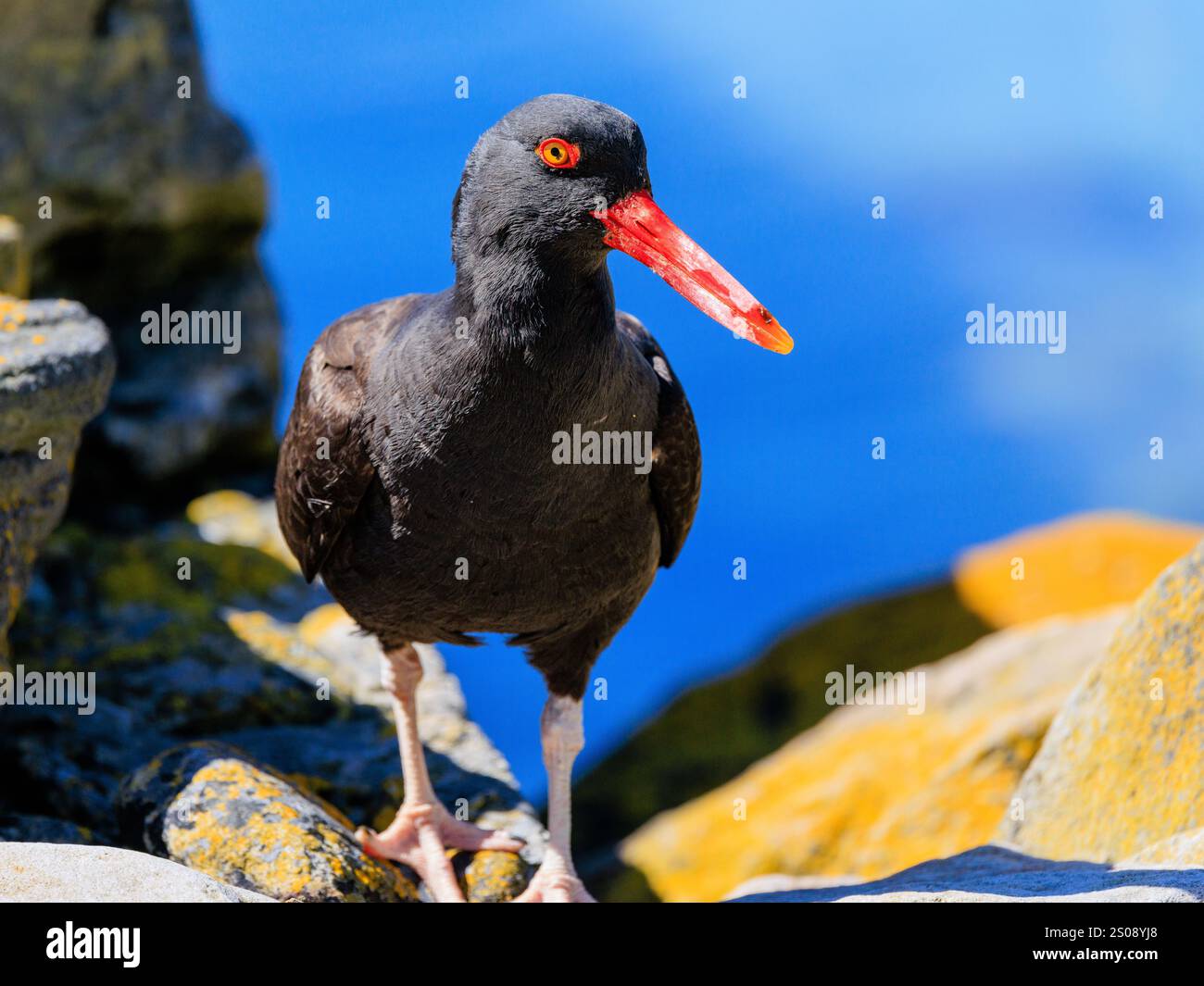 blackish oystercatcher facing walking on rocks covered with orange ...
