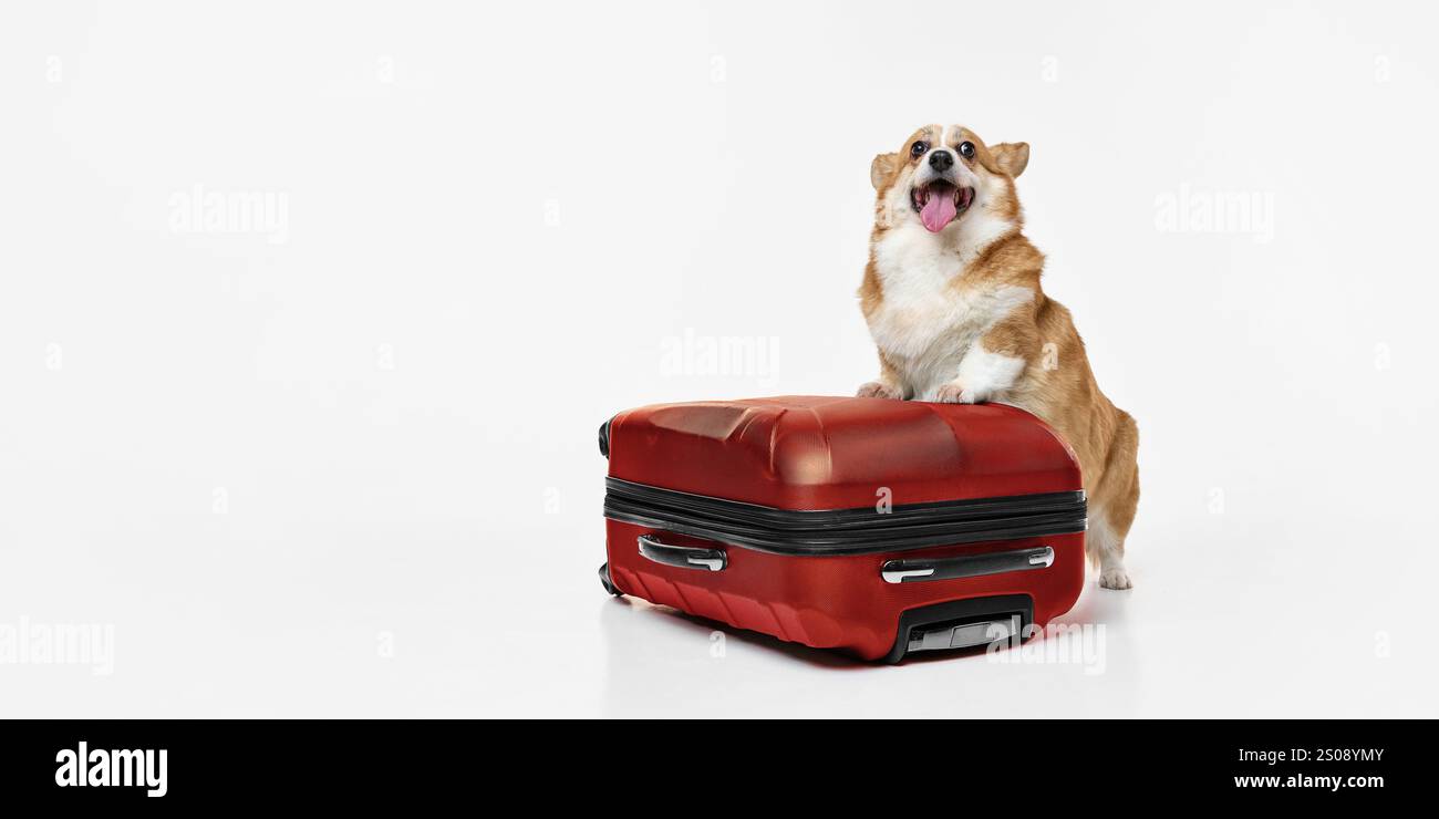 Vertical photo of cute charming Corgi dog leaning on red luggage bag ...