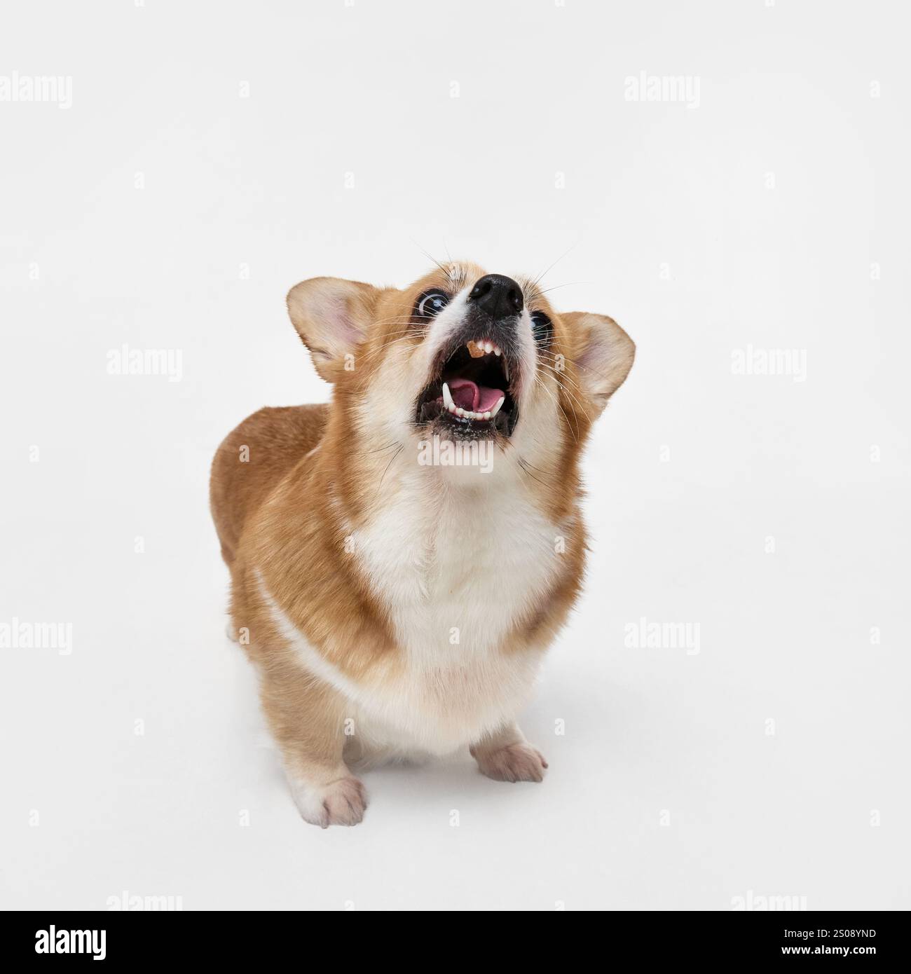 Dynamic photo of young, purebred dog catching food in motion, funny ...