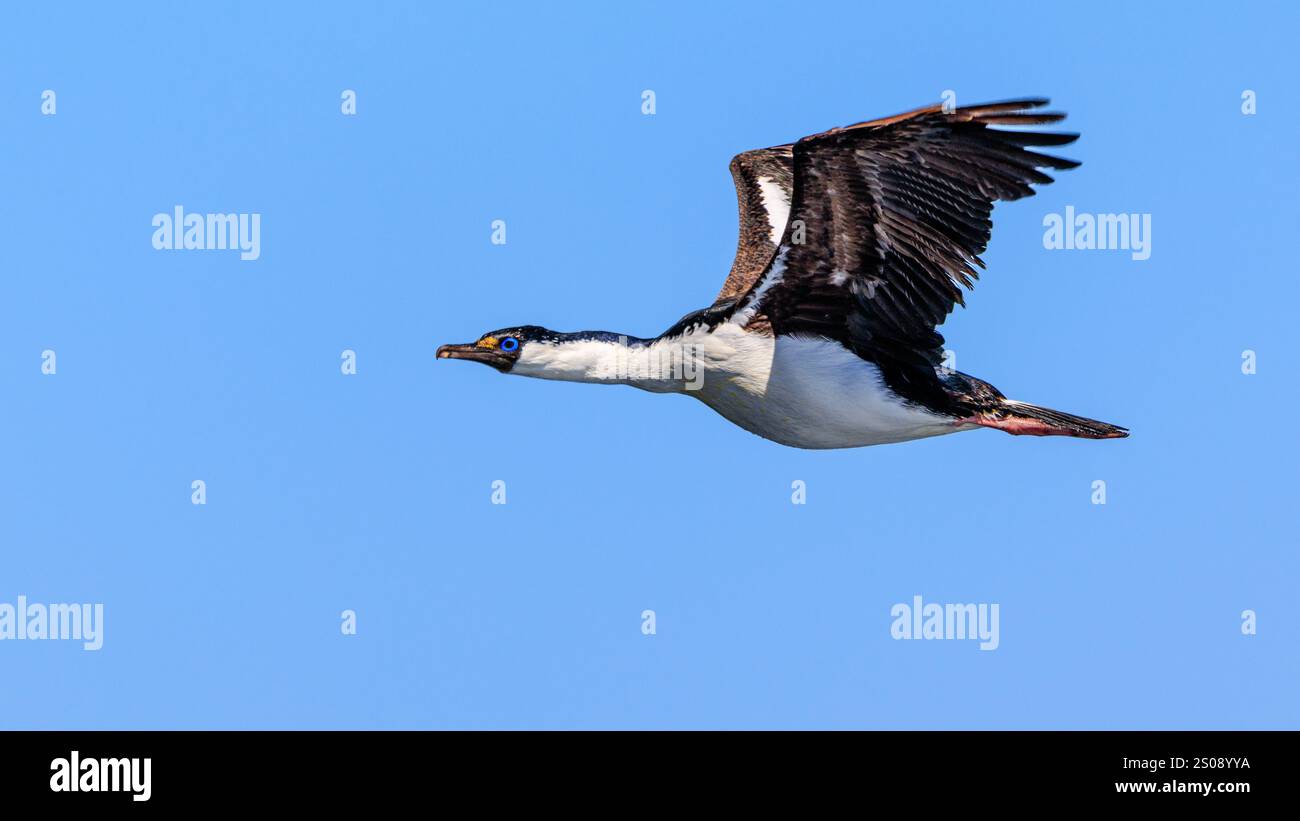 imperial shag or blue-eyed cormorant in flight at the large colony on ...
