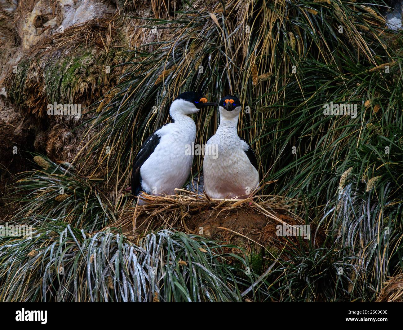 South georgia shag hi-res stock photography and images - Alamy