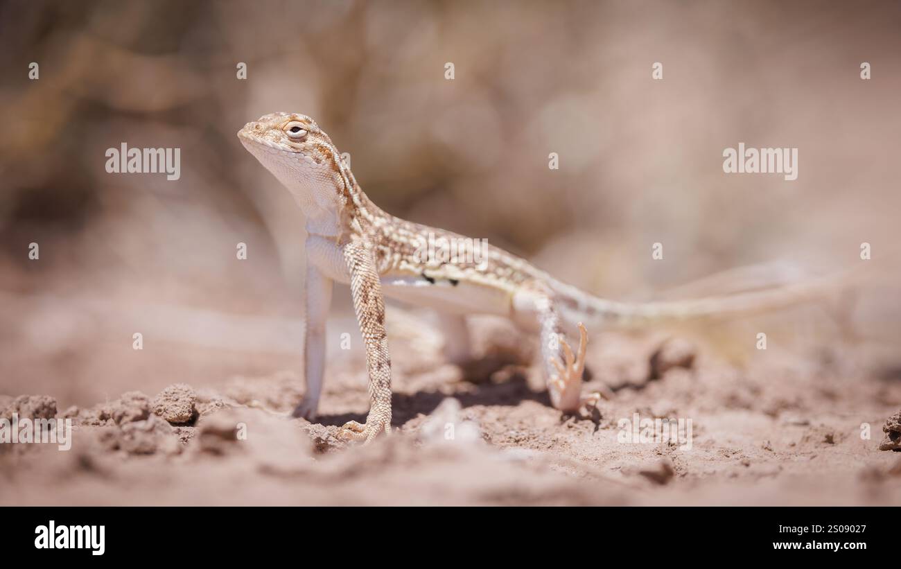 Lesser earless lizards hi-res stock photography and images - Alamy