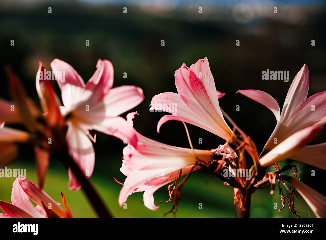 Pink flowers on the side of the road, Azores islands, traveling the ...