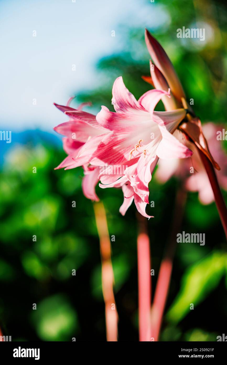 Pink flowers on the side of the road, Azores islands, traveling the ...