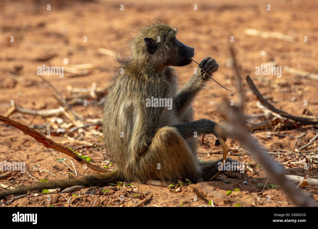 Baboon monkey sitting on ground in a national park in South Africa. The ...