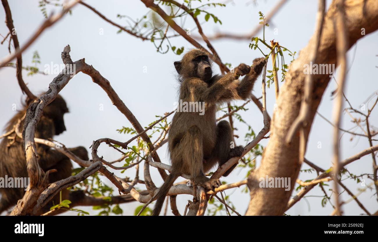 Baboons monkeys sitting on tree branch in a national park in South ...