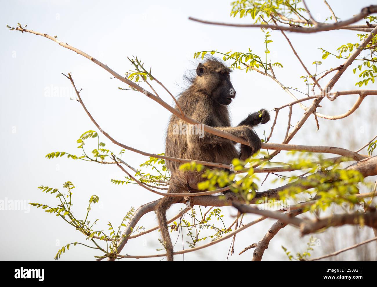 Baboon monkey sitting on tree branch in a national park in South Africa ...