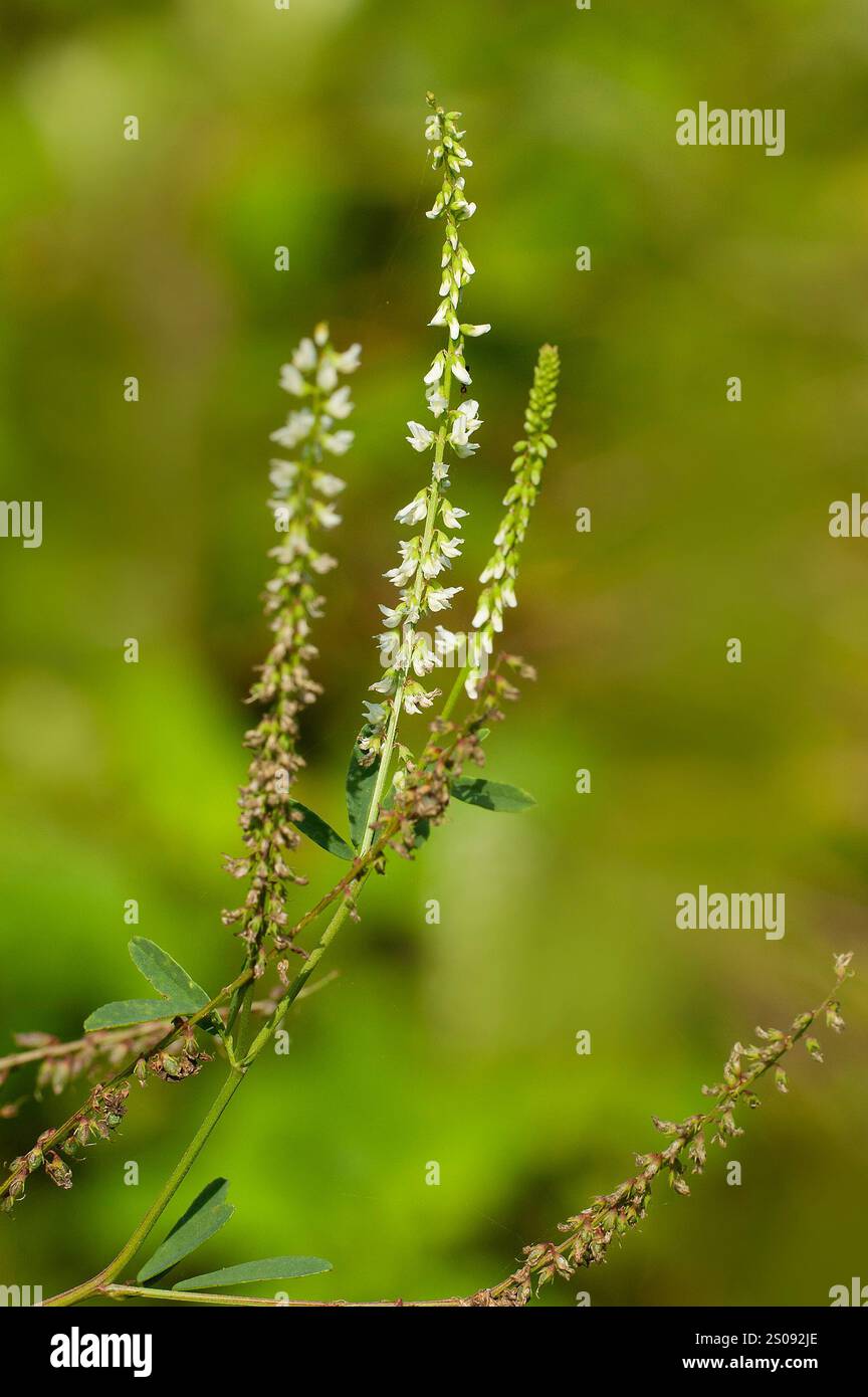 Flowers on tall terminal spike hi-res stock photography and images - Alamy