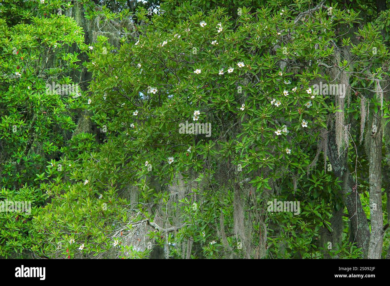 A flowering Loblolly Bay Tree, Gordonia lasianthus, with many white ...