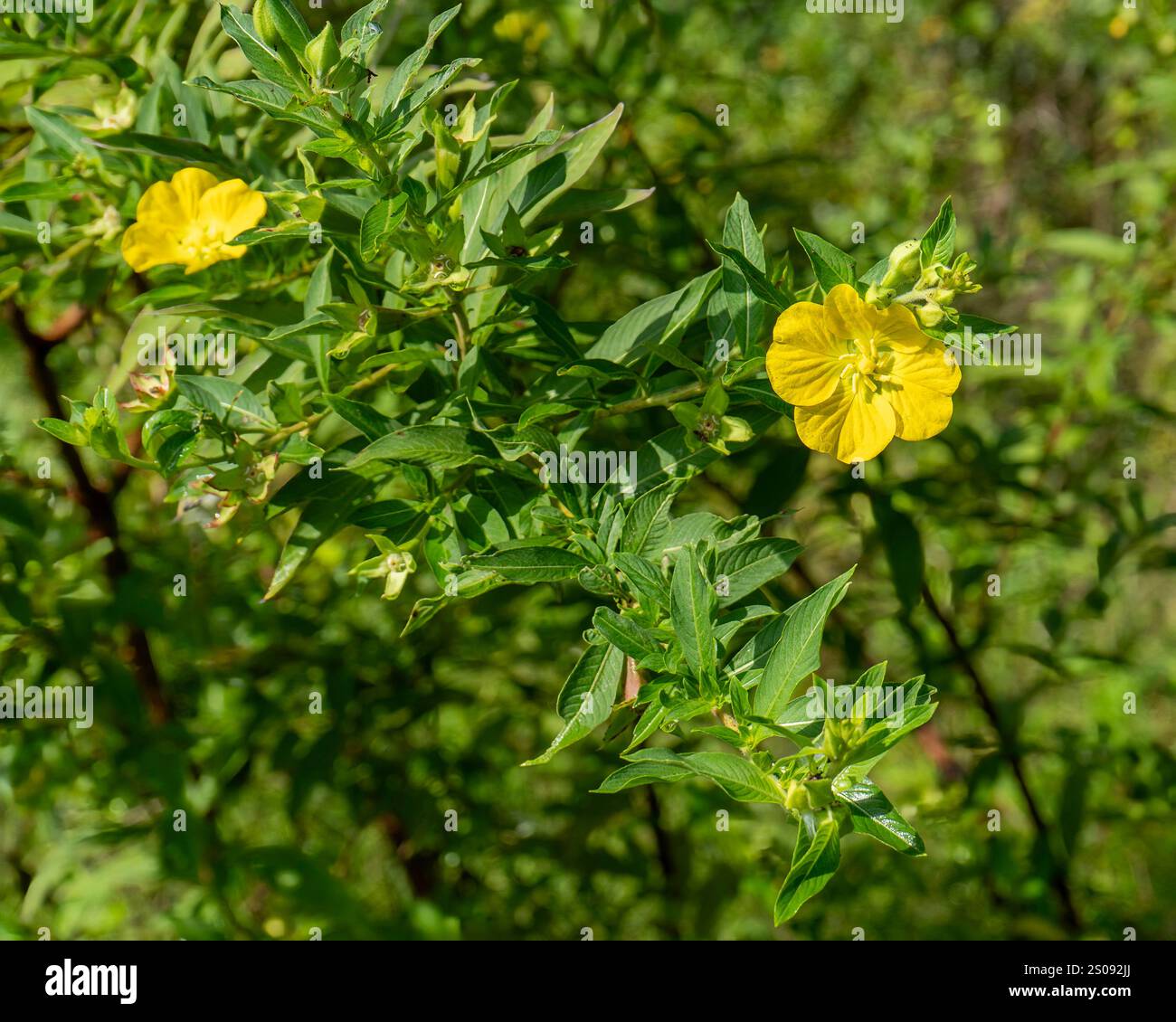 Flowers and foliage of Peruvian primrose-willow Ludwigia peruviana ...