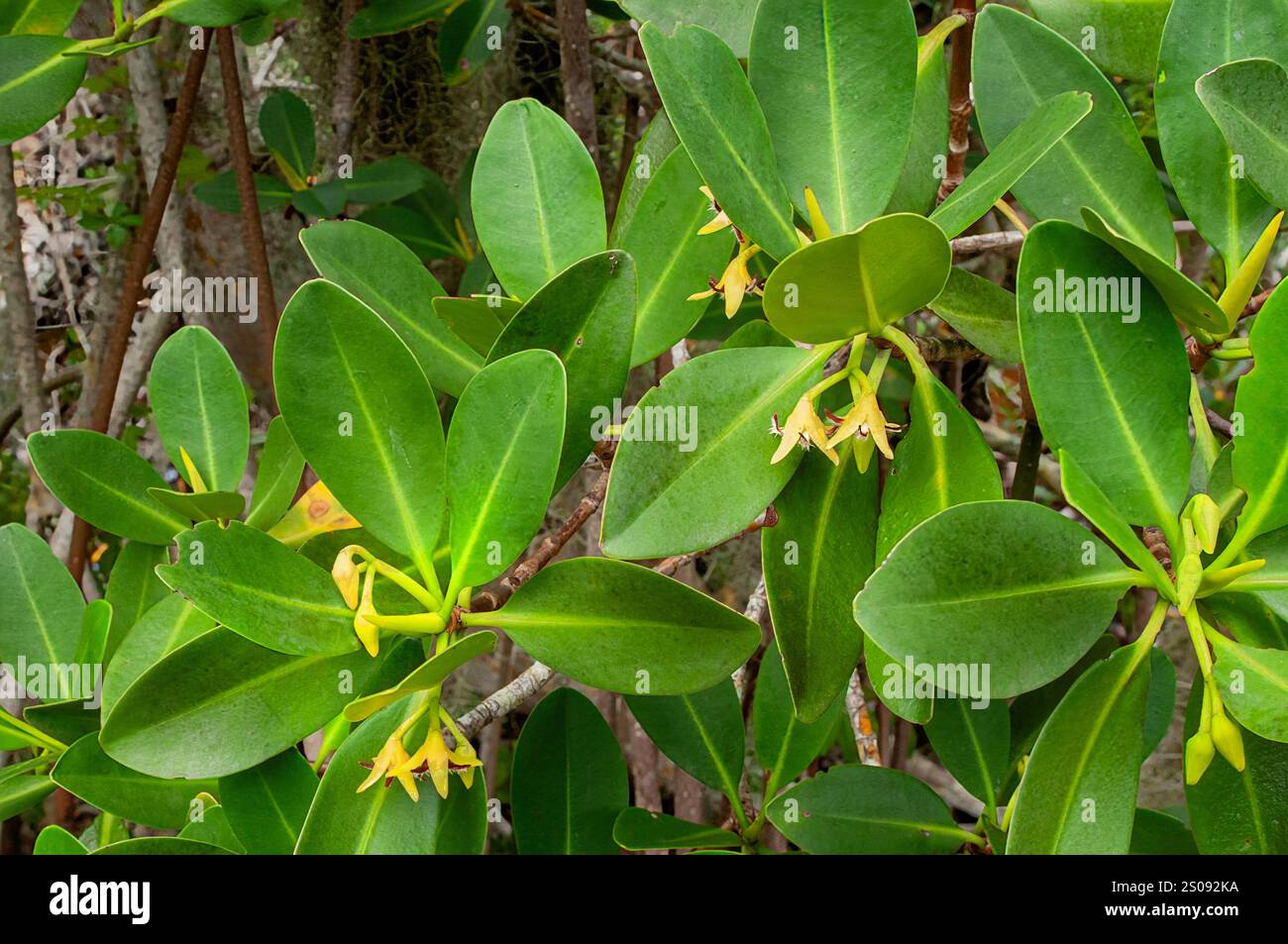 Yellow, bell-shaped flowers, leaves, and buds of Red mangrove ...
