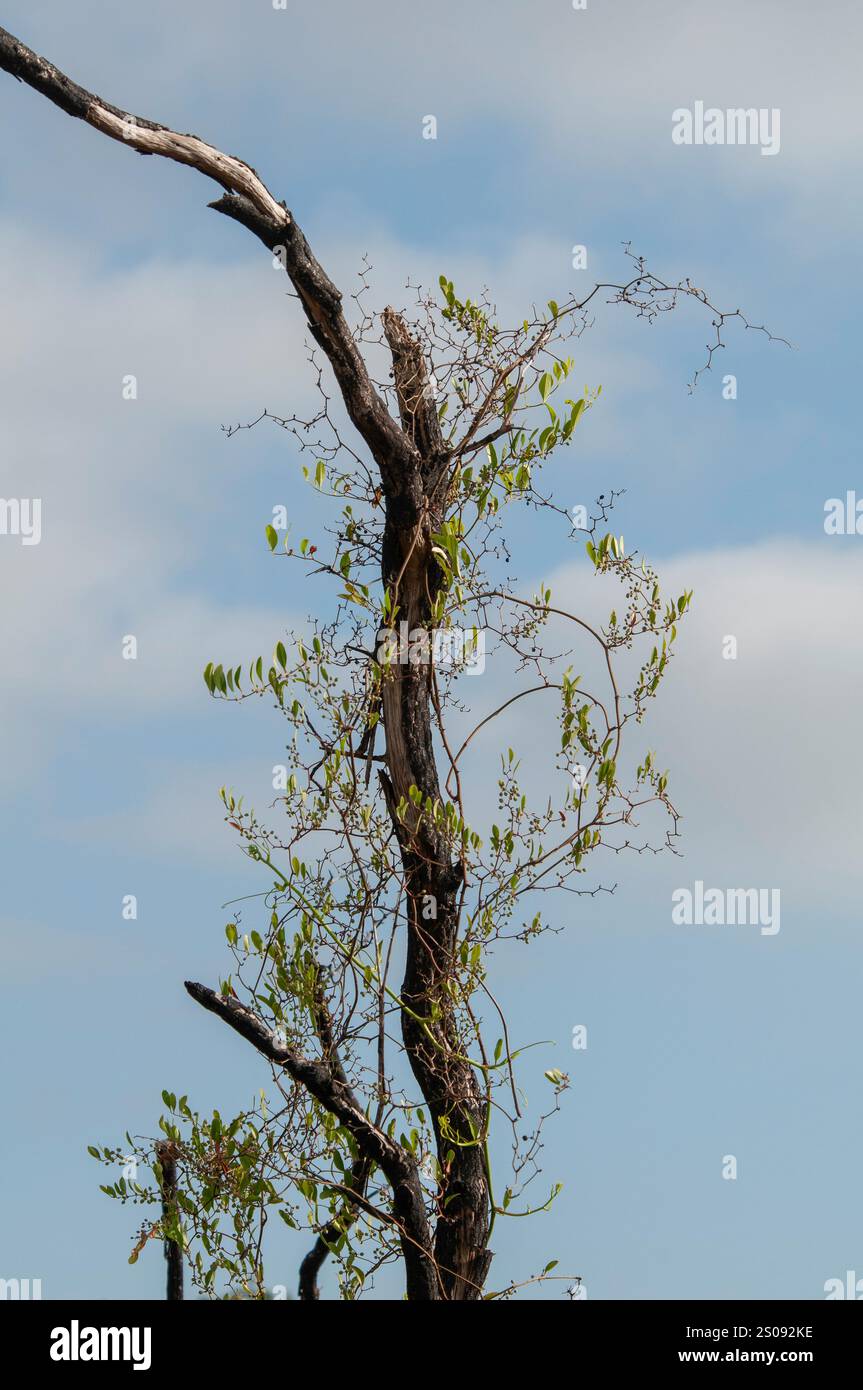 Greenbriar plant hi-res stock photography and images - Alamy