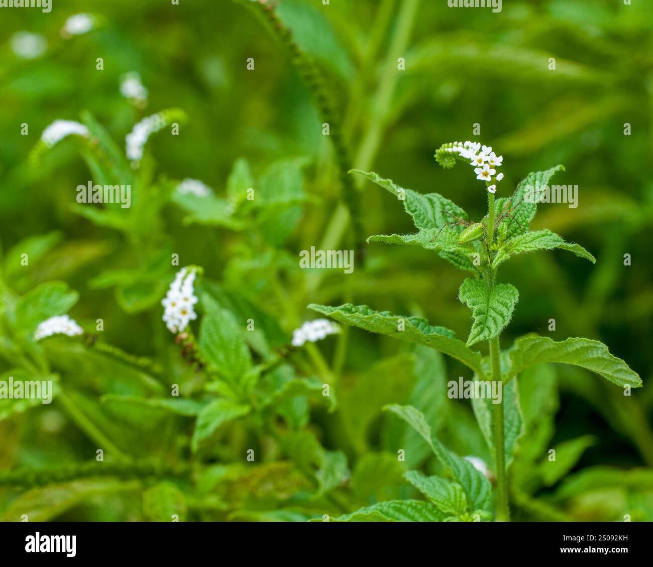 Scorpion Tail, Heliotropium angiospermum, Selective focus on the curved ...