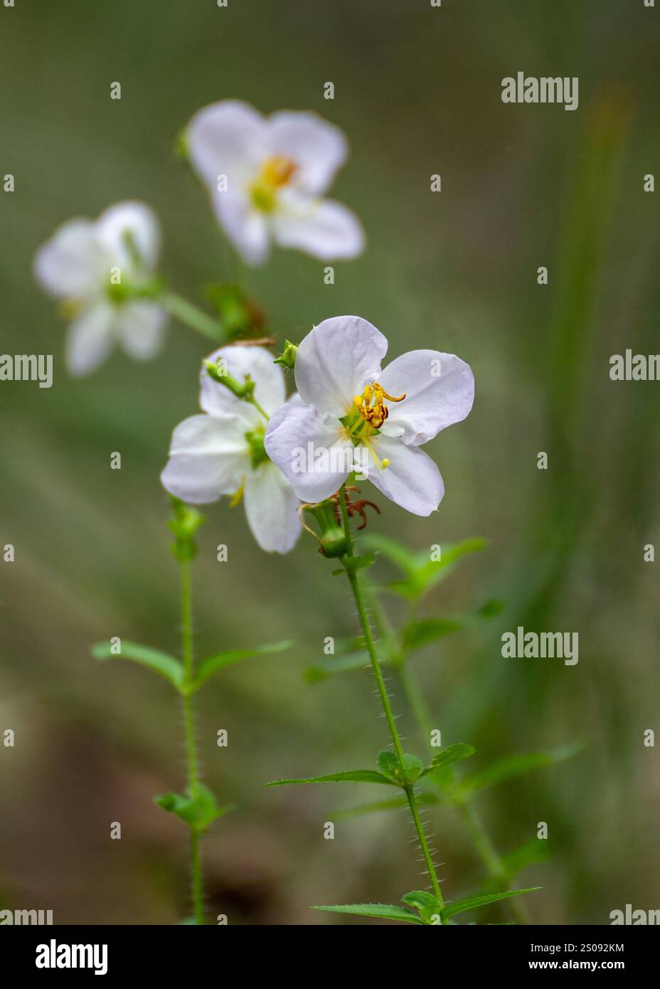Pale Meadow Beauty, Rhexia mariana, with nearly white flowers, showy ...