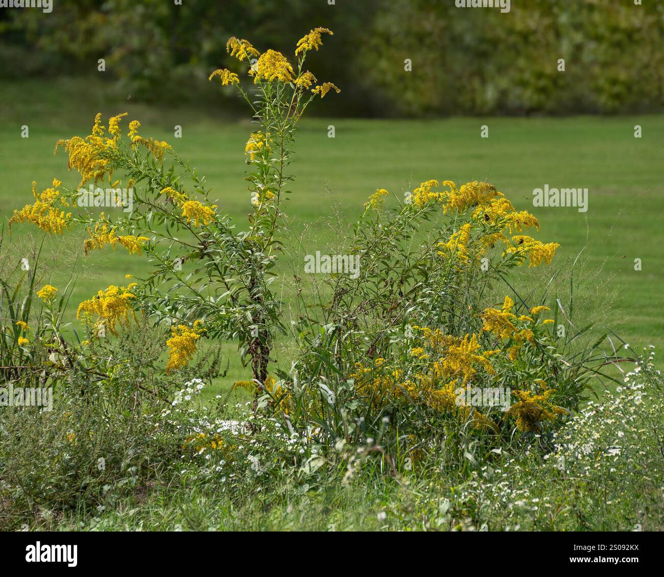 Goldenrod sprays hi-res stock photography and images - Alamy
