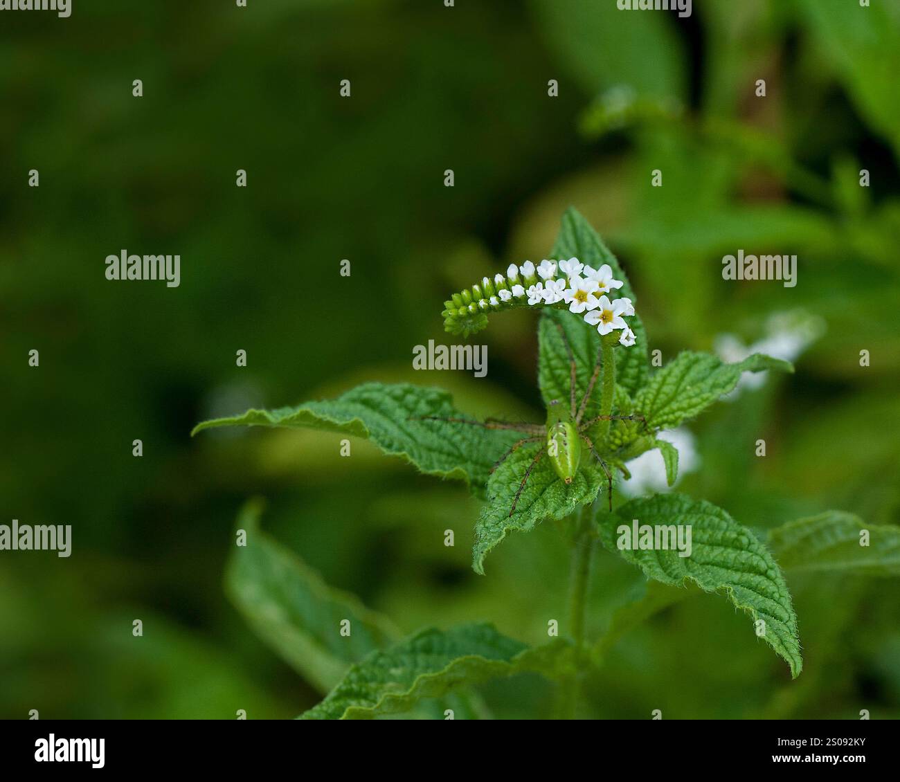 Terminal spikes hi-res stock photography and images - Alamy