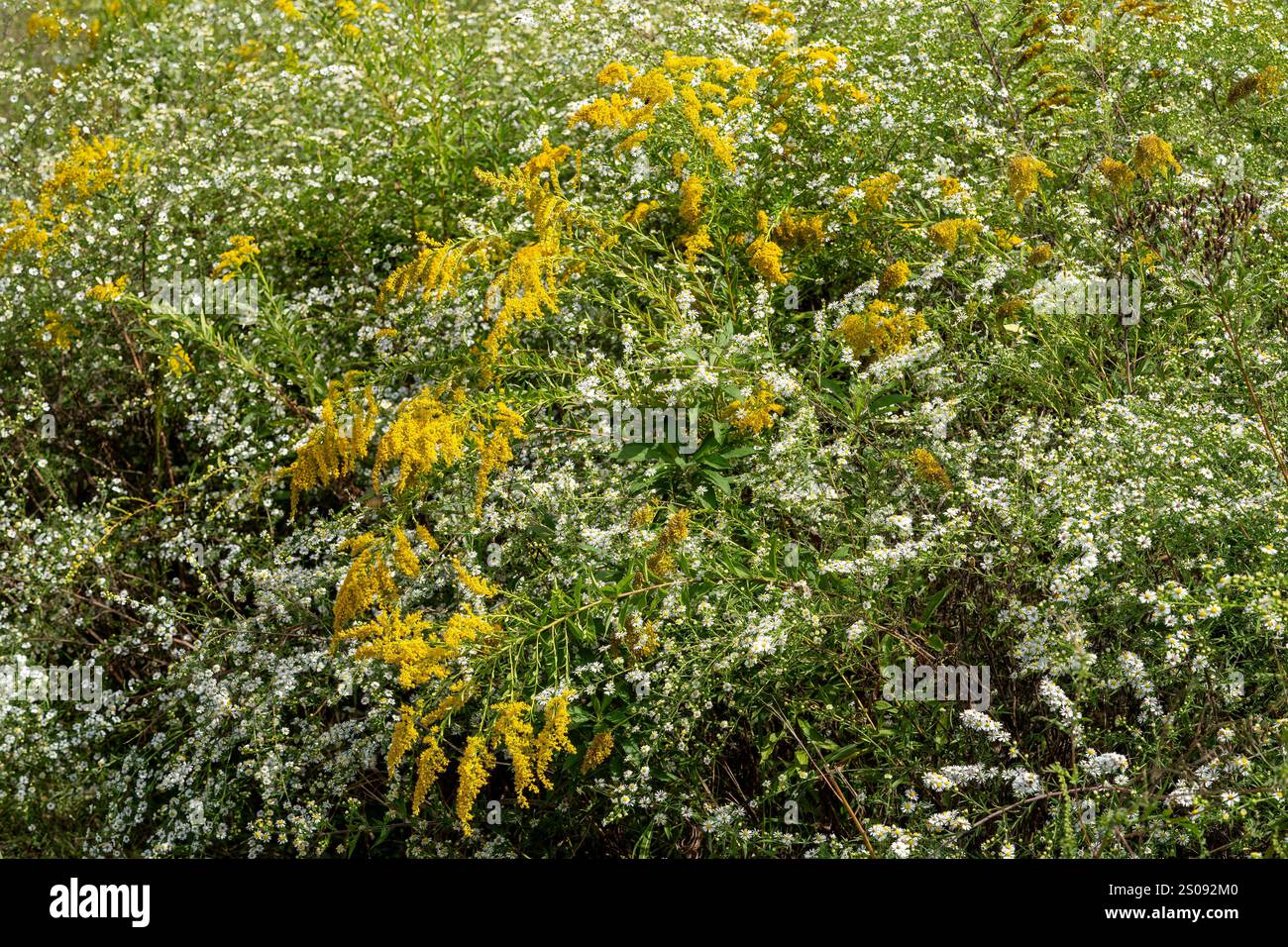 Yellow goldenrod clusters arch over a mass of delicate white frost ...