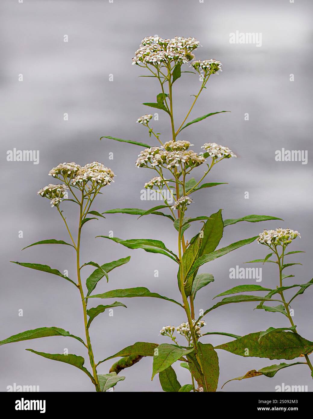 A close-up of White Crownbeard, Verbesina virginica, also called ...
