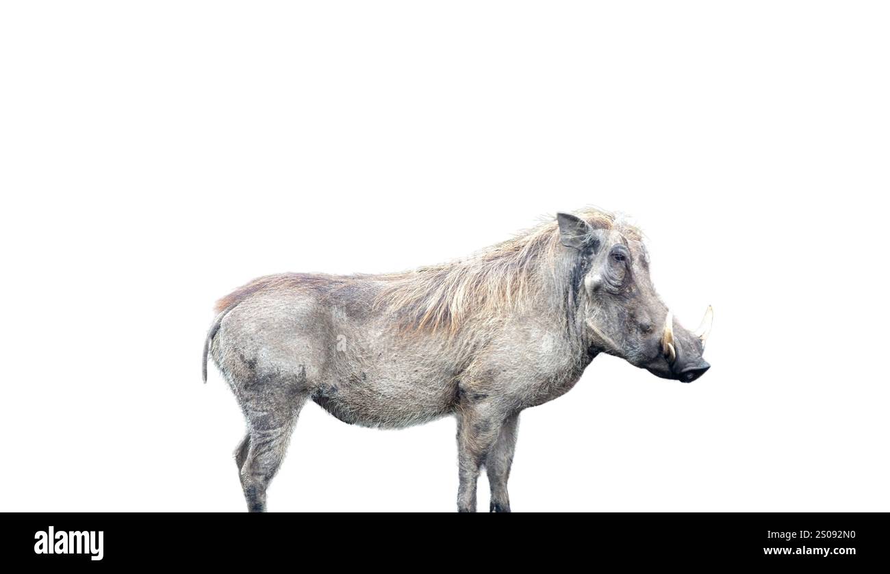 Male warthog standing Cut Out Stock Images & Pictures - Alamy