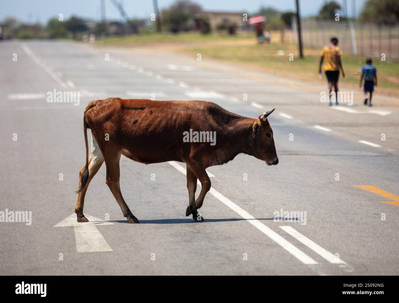 Cow crossing a paved road in South Africa. An adult and a child walking ...