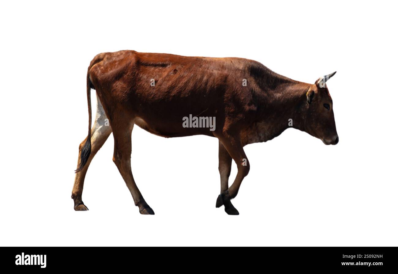 Cow isolated on white. Brown mammal with horns walking, side view ...