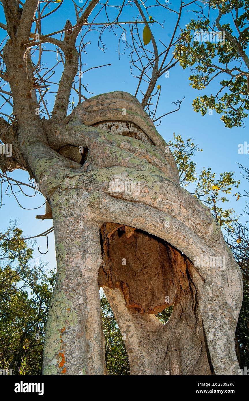 A strangler fig that has squeezed a palm tree to death. View looking up ...