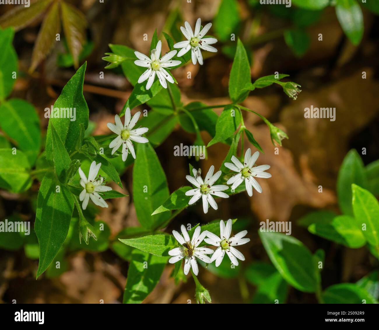 Star chickweed, Stellaria pubera, with a bee visible on a flower ...