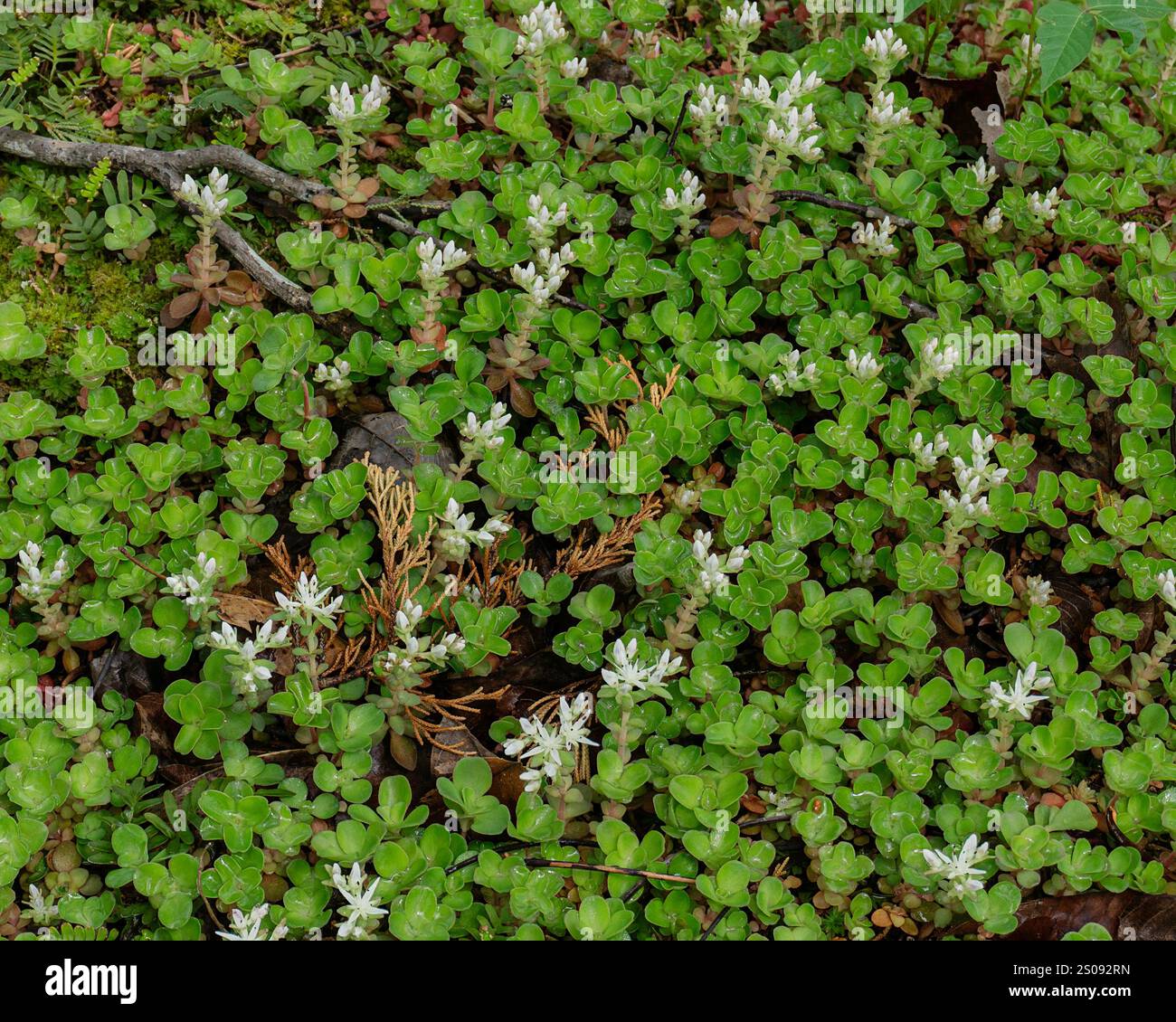 Native sedum hi-res stock photography and images - Alamy