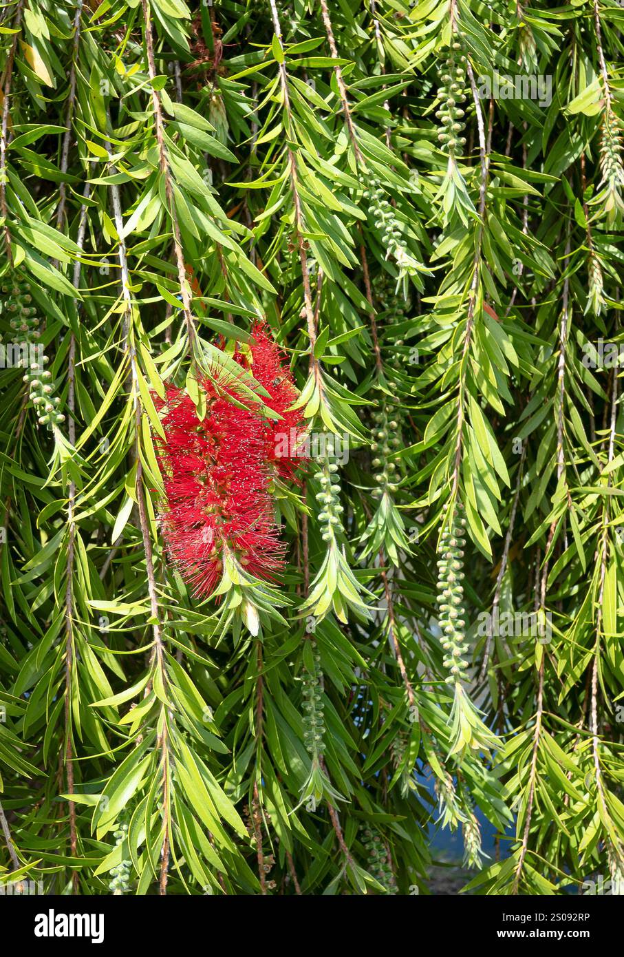 Weeping Bottlebrush, Callistemon viminalis, with striking red flower ...