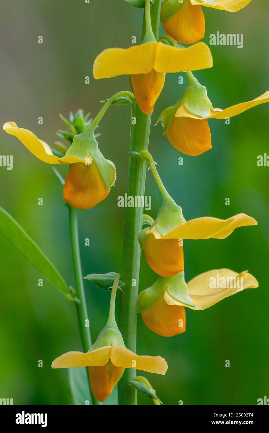 Bright yellow flowers of Showy rattlebox, Showy crotalaria, cascading ...