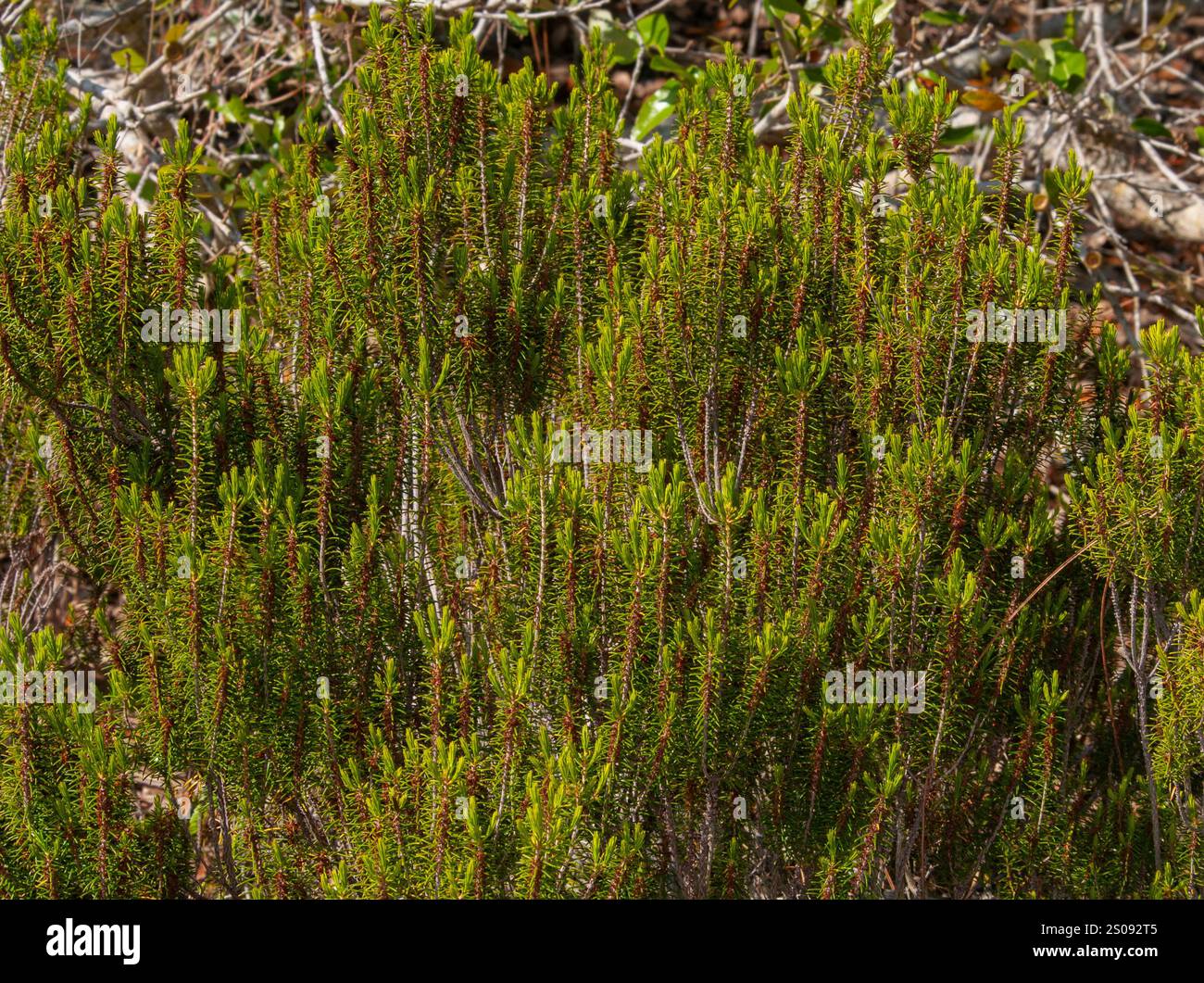 Ceratiola ericoides, Florida Rosemary. Evergreen shrub with dense ...