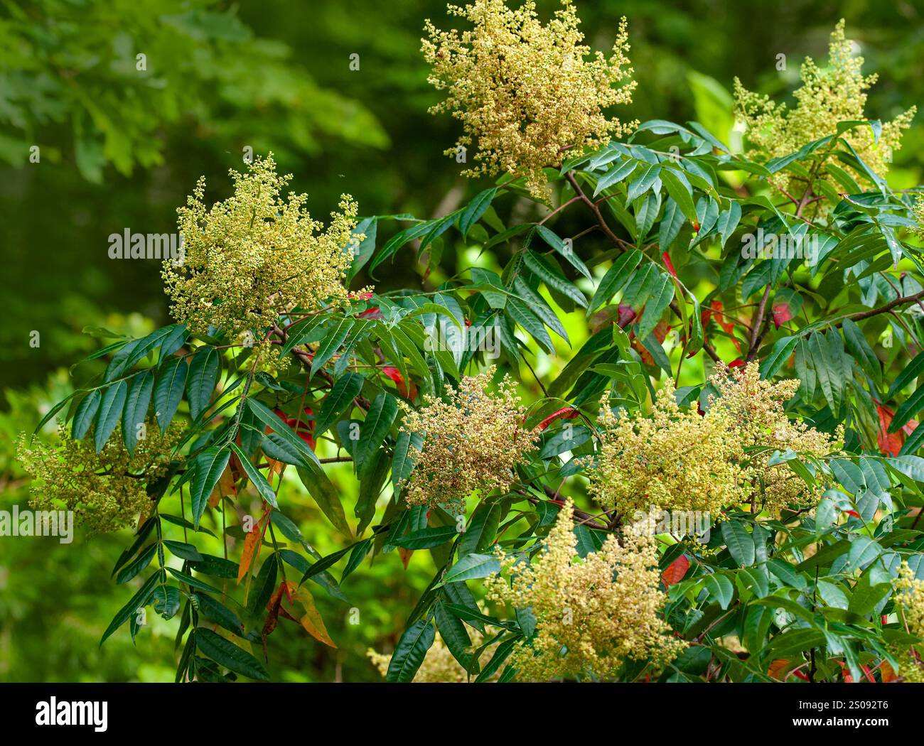 Rhus copallinum, winged sumac, a multi-stemmed shrub with compound ...