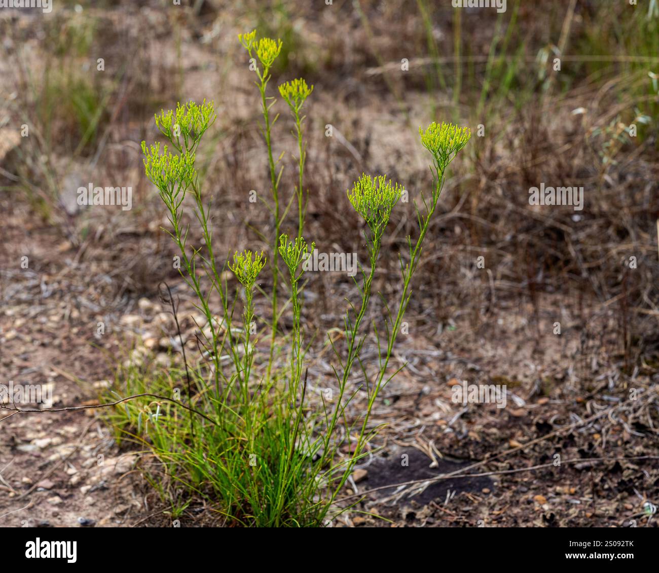 Rayless goldenrod hi-res stock photography and images - Alamy