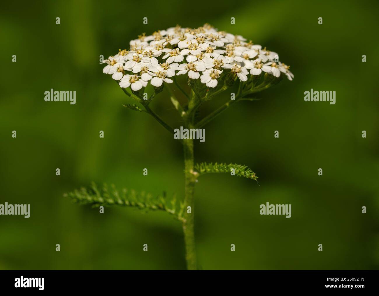 A closeup of a cluster of the creamy white flowers of common yarrow ...