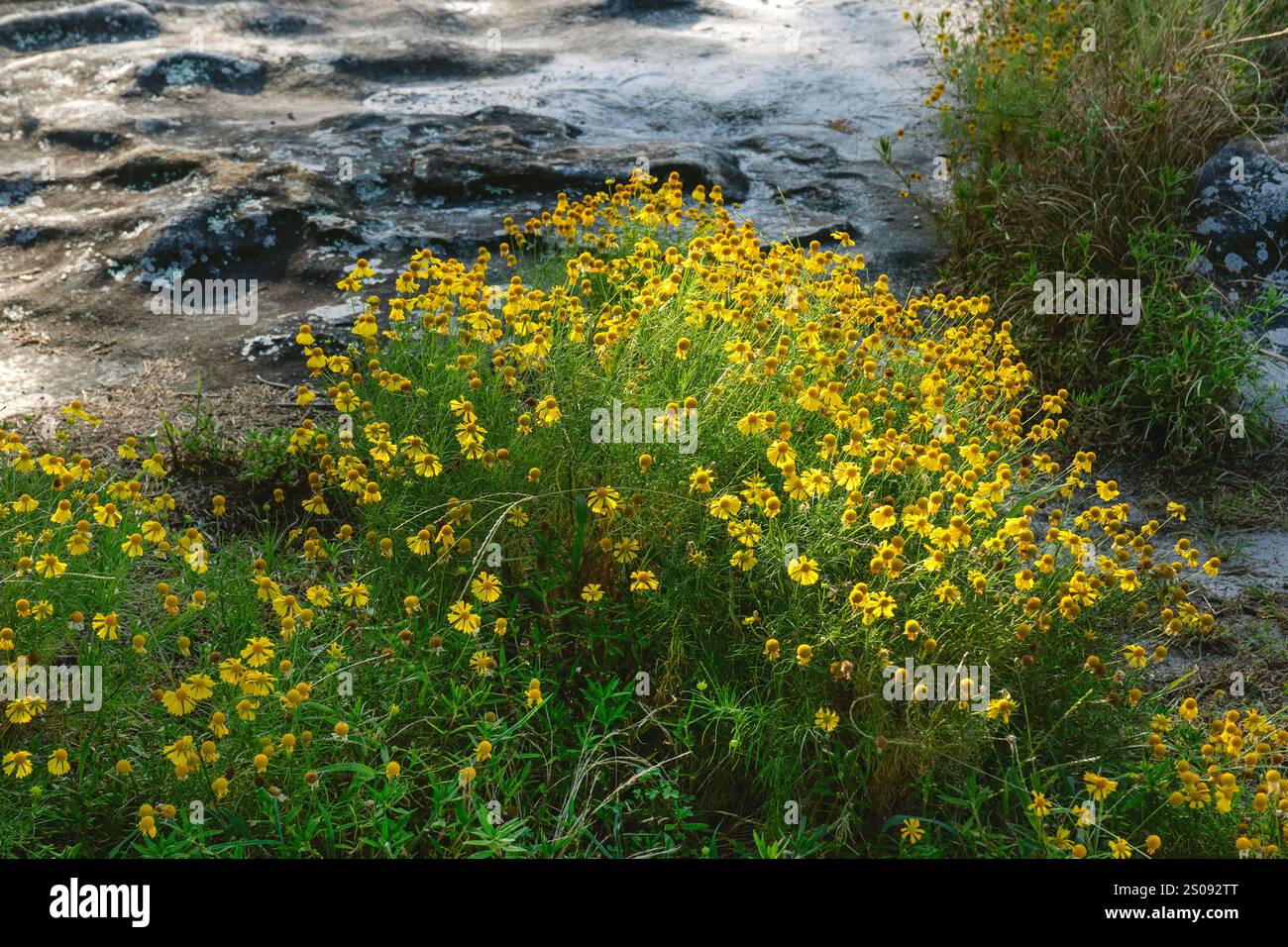 Helenium amarum, narrow-leaved sneezeweed, a multi-branched bushy plant ...