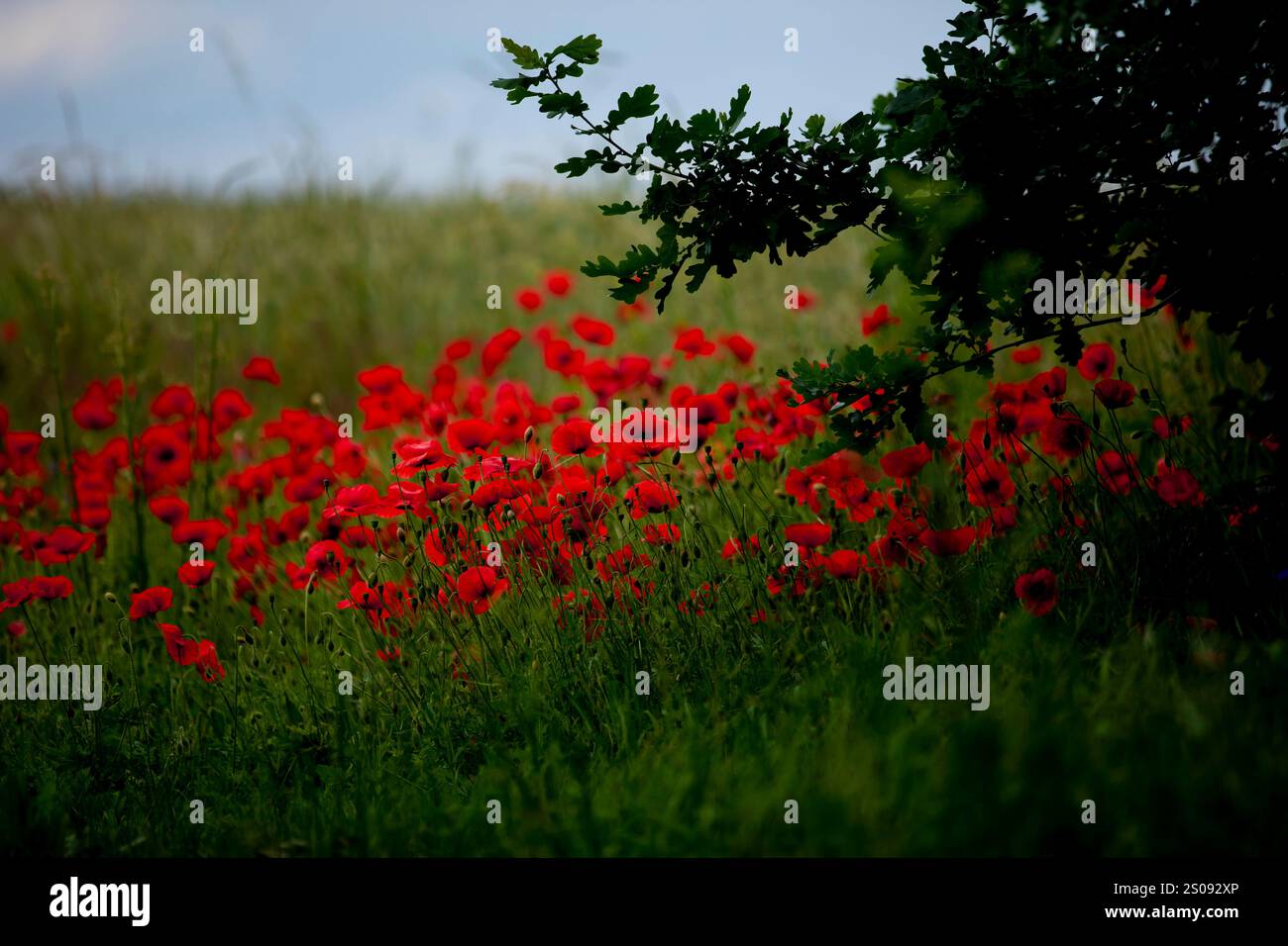 Mohnblumen Mohnblumen blühen am 6. Juni 2024 auf einem Feld in ...