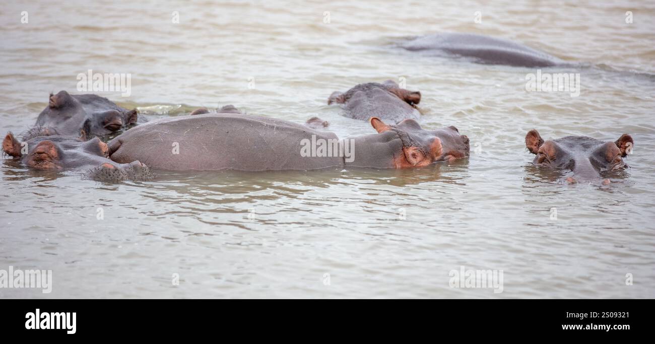 Hippopotamus in the water, hippos family swimming in the river ...