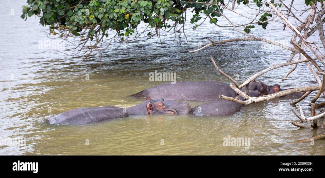 Hippopotamus in the water, hippos family swimming in the river ...