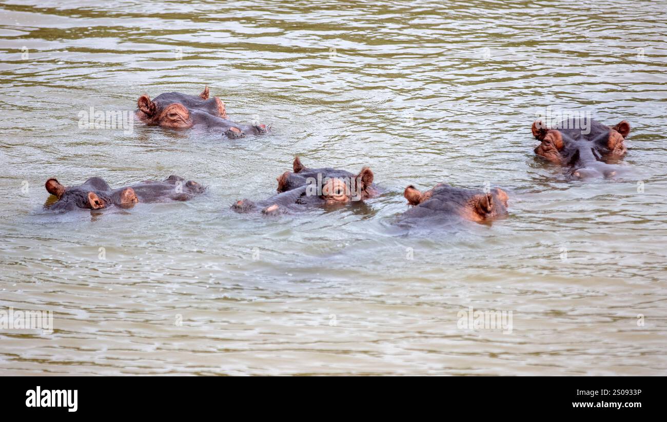 Hippopotamus in the water, hippos family swimming in the river ...