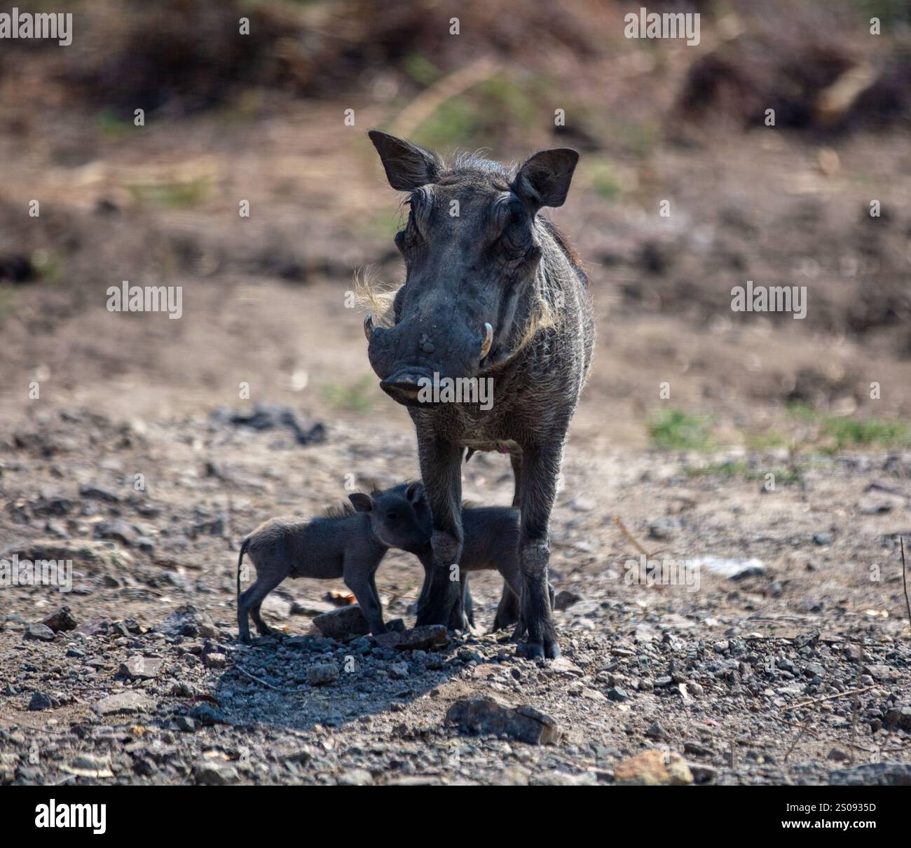Warthog mother and two piglets in a National Park, South Africa. Phacochoerus pigs at natural ...