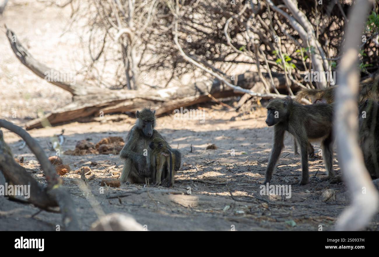 Baboons monkeys in natural habitat. National park in South Africa. A ...