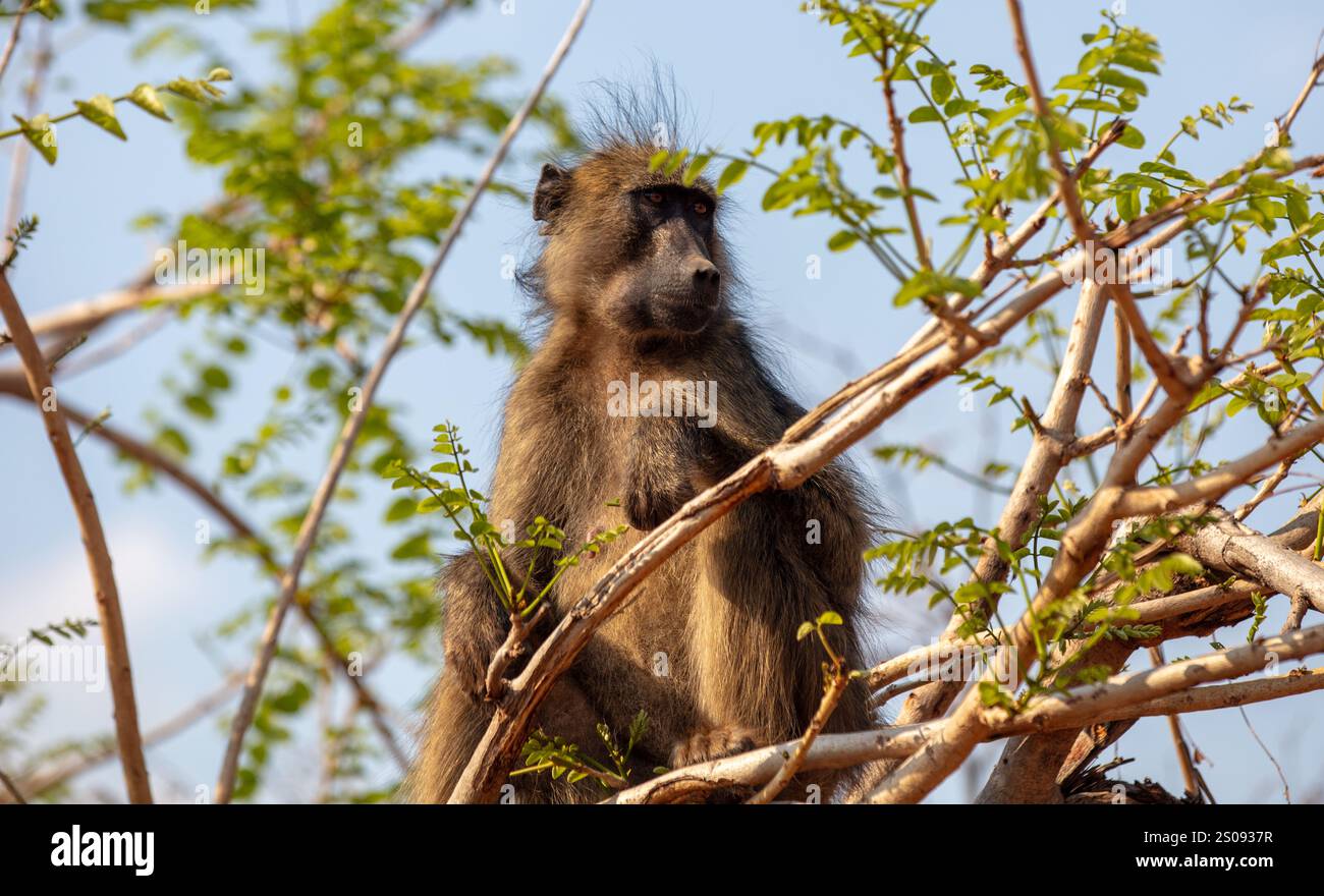 Baboon monkey sitting on tree branch in a national park in South Africa ...