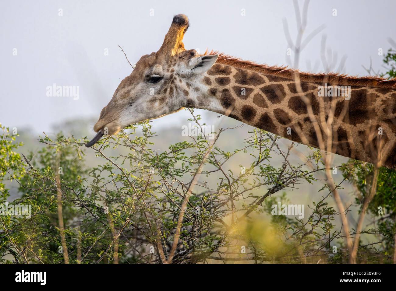 Close up of head and neck of Giraffe using tongue to eat vegetation ...