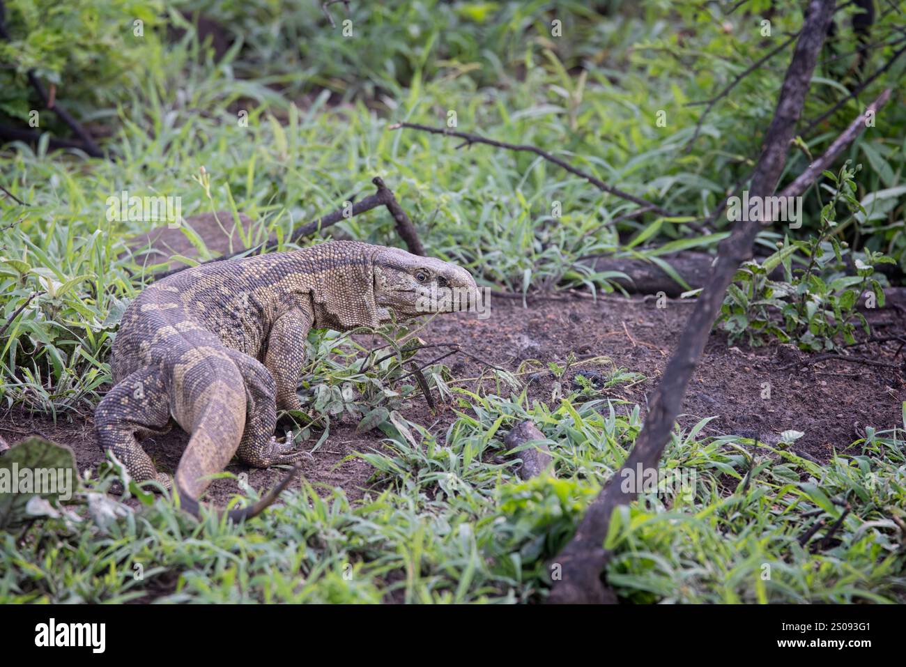 African Rock Monitor prowling on ground in african bush in Hluhluwe ...