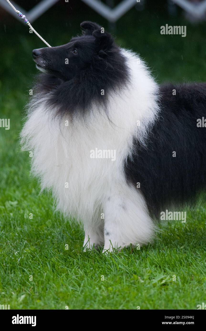 Shetland Sheepdog standing and looking up at their handler Stock Photo ...