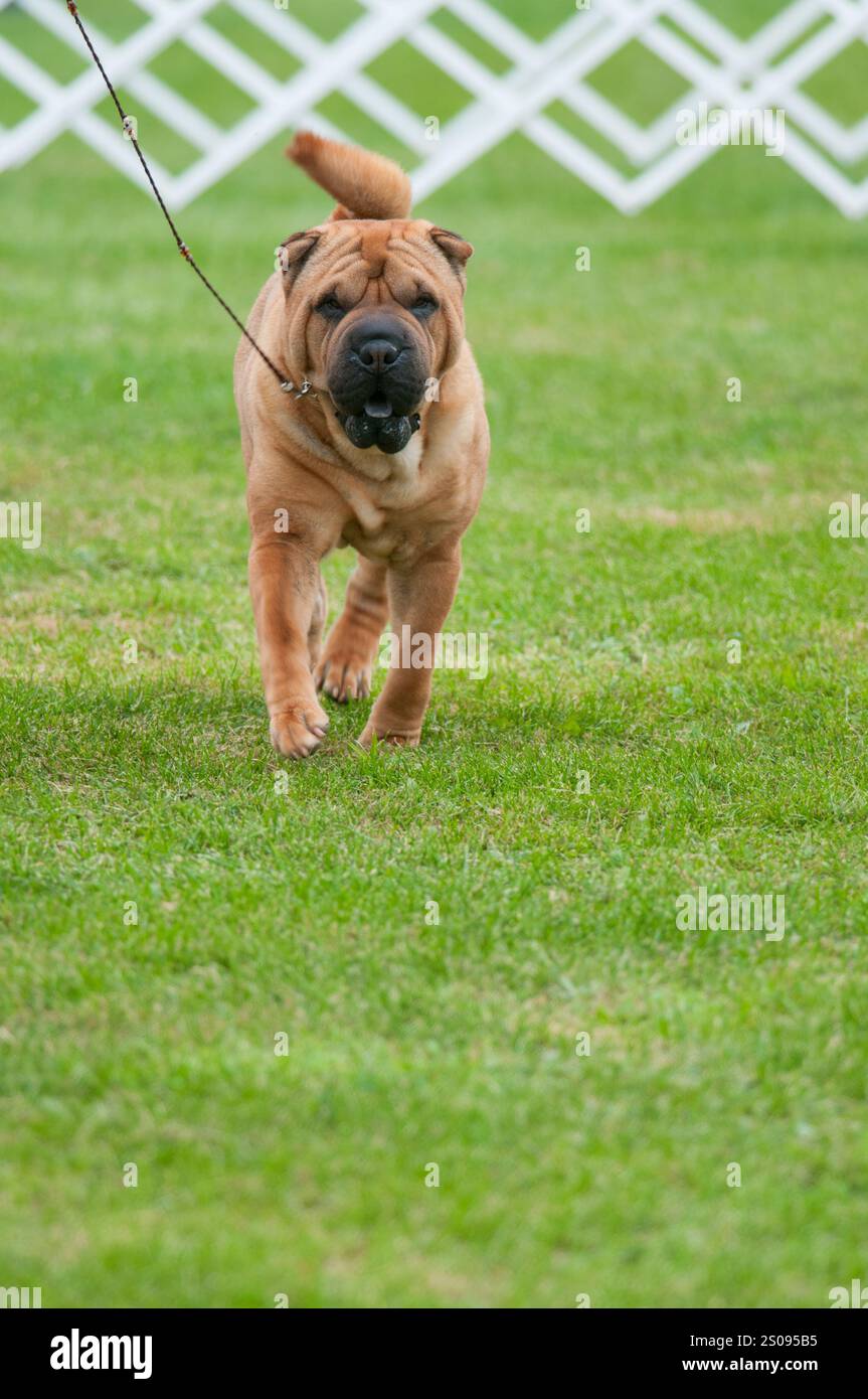 Sharpei dog strutting towards camera while exhibiting at a dog show ...