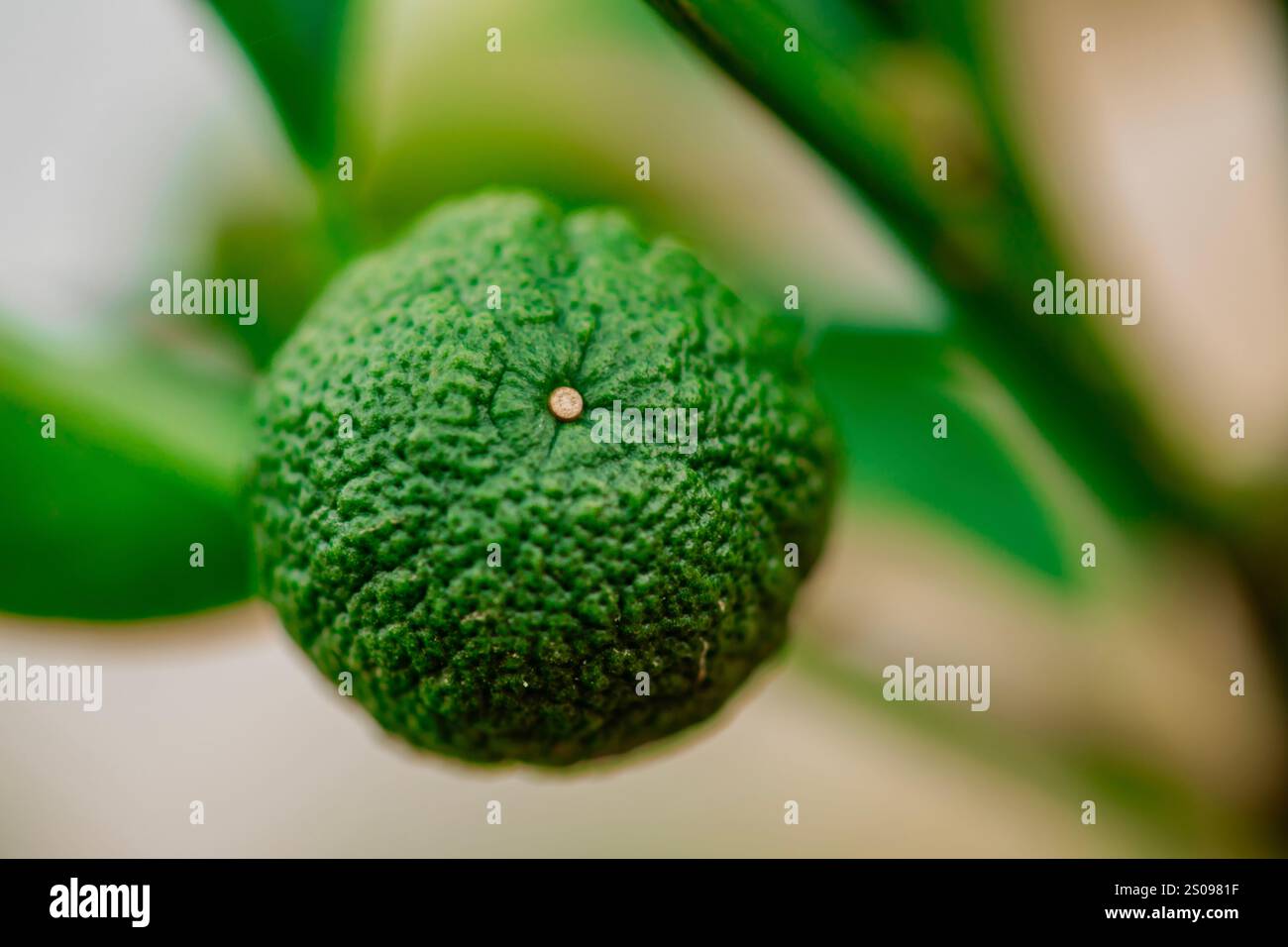 Mandarin growing on a mandarin tree in Tucson Stock Photo - Alamy