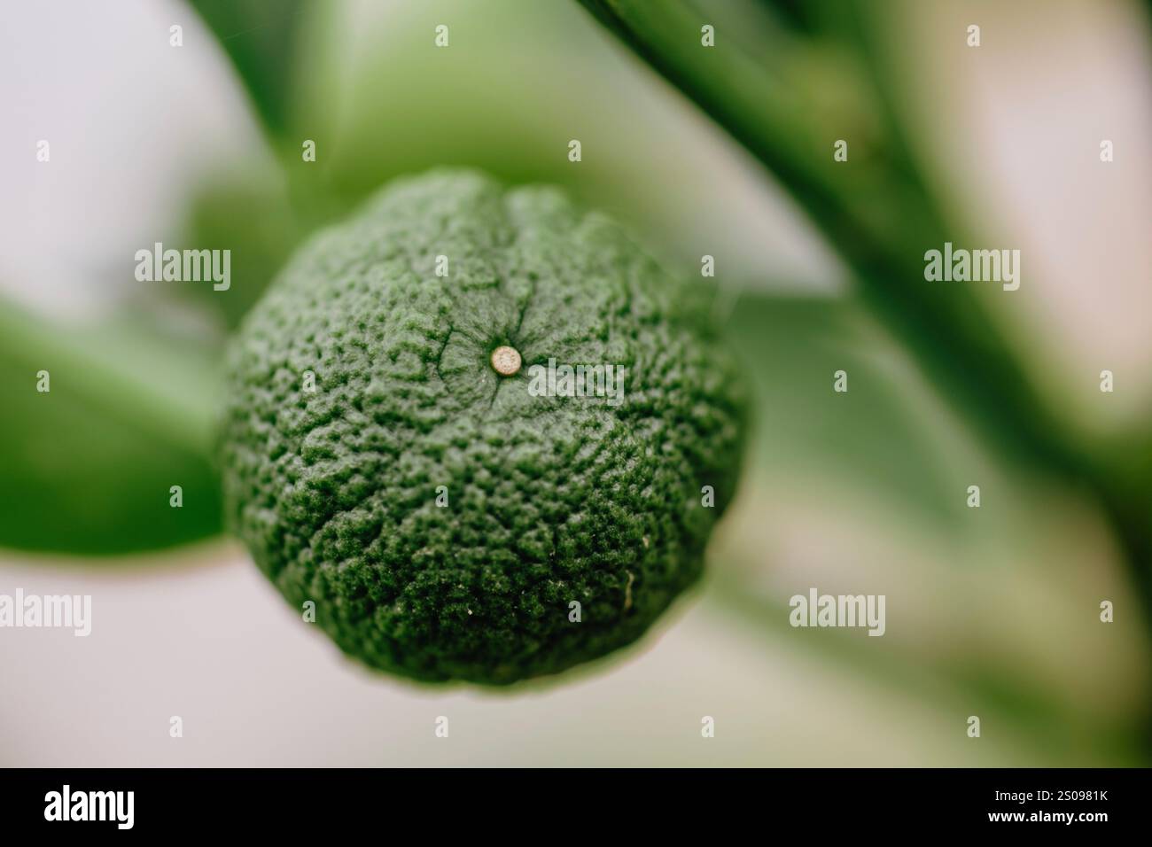 Mandarin fruit growing organic produce Stock Photo - Alamy