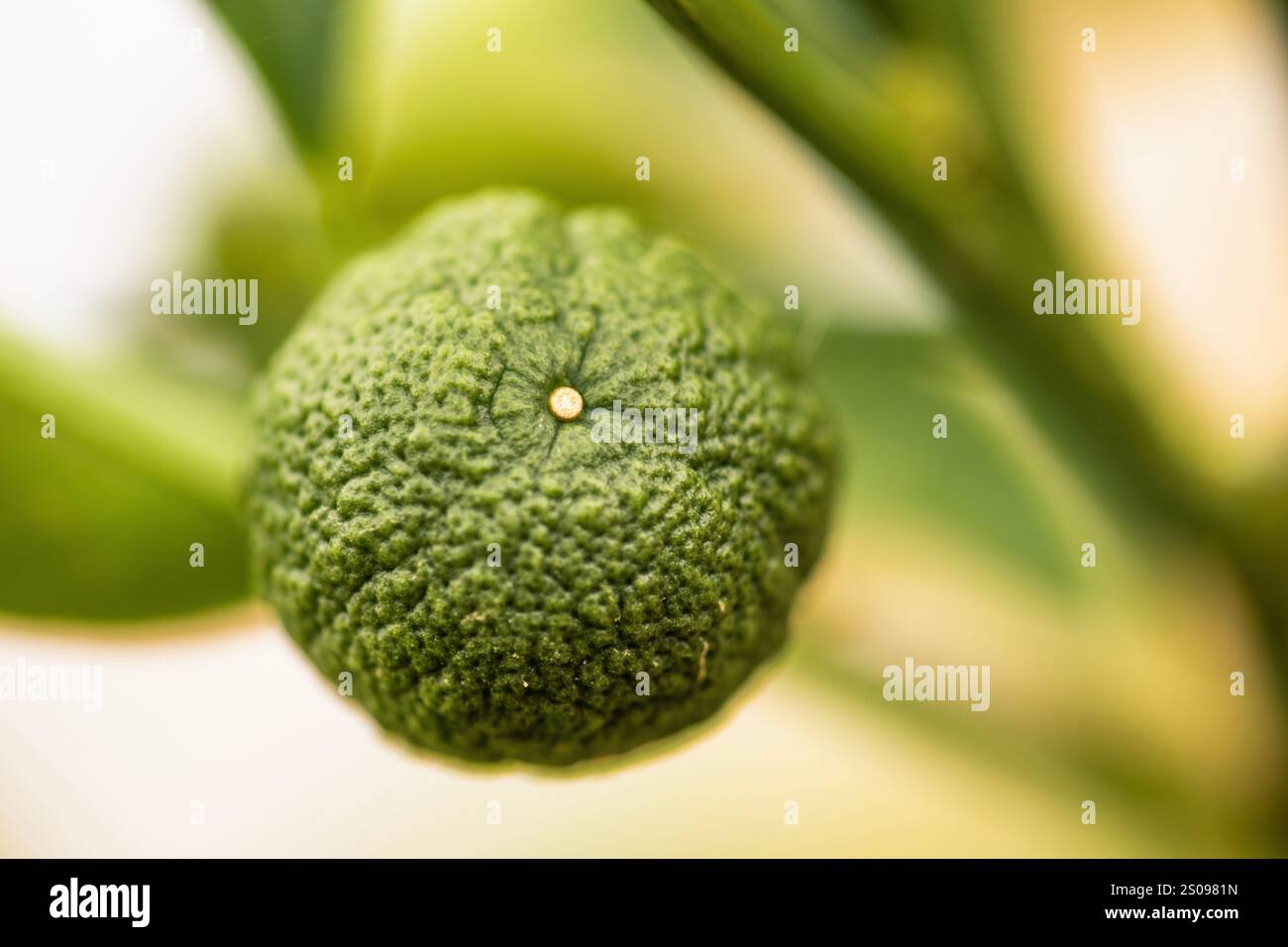 Mandarin Tree Agriculture Produce Stock Photo - Alamy